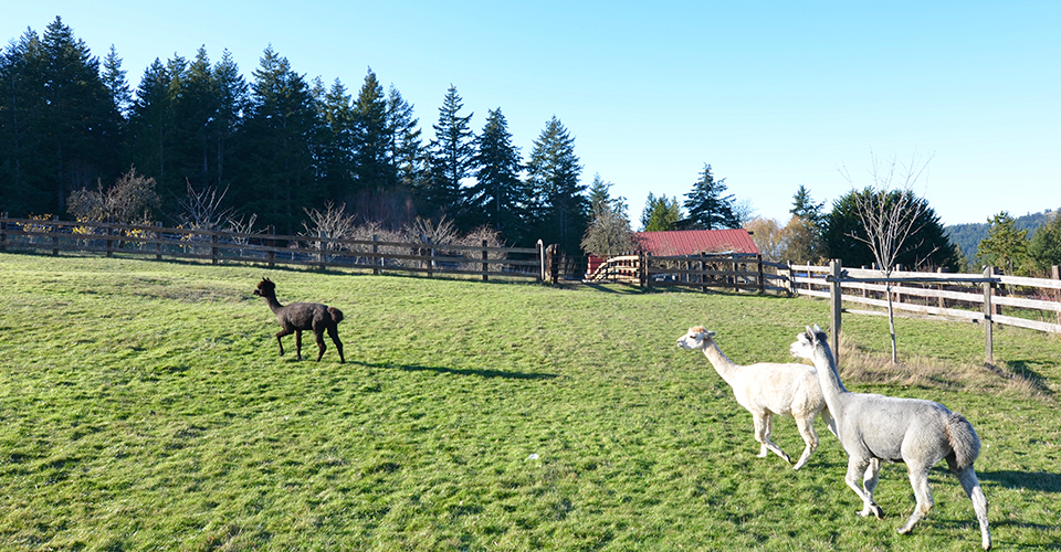 Once in a Blue Moon Farm | Orcas Island Activities | Farm Tours