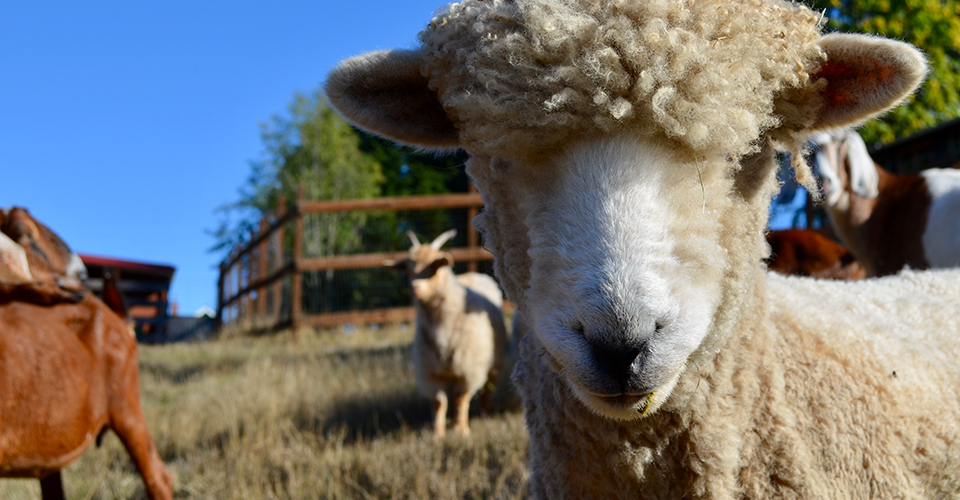 Once in a Blue Moon Farm | Orcas Island Activities | Farm Tours