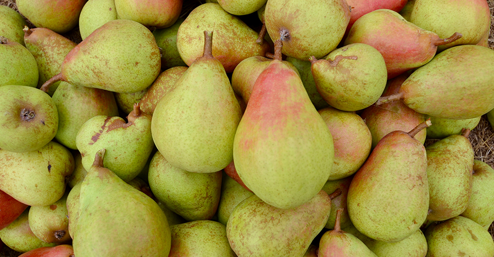 Orcas Island Farm | Once In A Blue Moon Farm | Agritourism | Farm Fresh ...